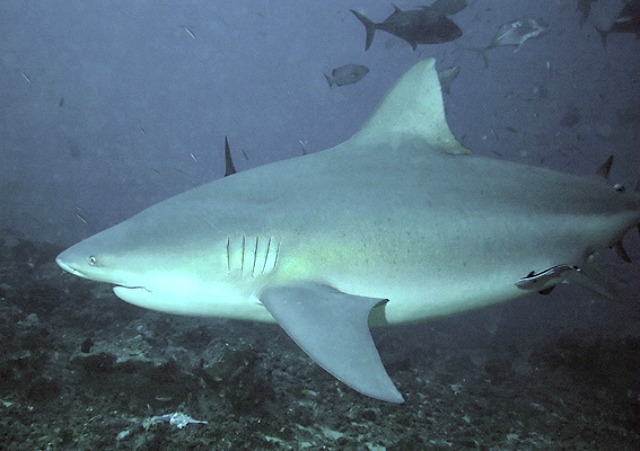 10 Interesting Facts About Bull Sharks Always Learning 10 Interesting Facts About Bull Sharks Always Learning