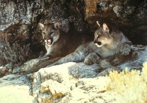 Cougar Facts! | Always Learning!