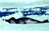 Leopard Seal Facts! | Always Learning!