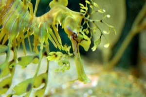 Leafy Sea Dragons Facts! | Always Learning!