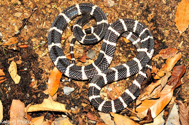 Many Banded Krait Facts Fun Facts You Need To Know