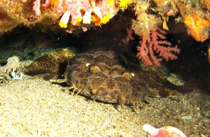 Top 10 Facts About Wobbegong Sharks! | Always Learning!