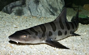 Leopard Sharks Facts! | Always Learning!