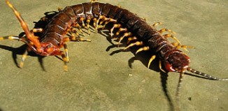 Top 15 Most Dangerous Animals in the Amazon Rainforest | Fun Facts You ...