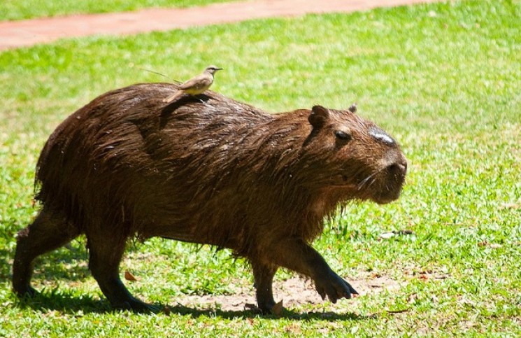 The capybara eats its own poop for added vitamins! | Always Learning!