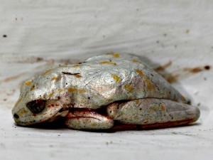 Top Water-Holding Frog Facts! | Always Learning!