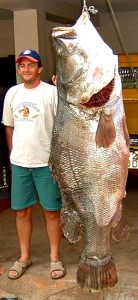Nile Perch Facts! | Always Learning!