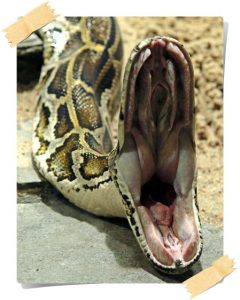 101 Facts… Snakes! | Always Learning!
