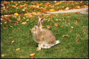 101 Rabbit Facts – Amazing Animal WebBooks | Always Learning!