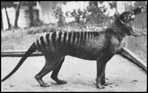 101 Facts – Marsupials | Always Learning!