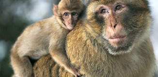 Bonobo | Fun Facts You Need to Know!