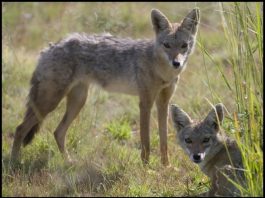 101 Facts – Wild Dogs, Wolves and Foxes – Amazing Animal WebBooks ...