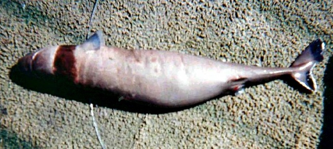 10 Interesting Facts About Cookiecutter Sharks! | Always Learning!