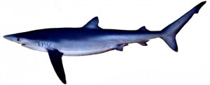 10 Blue Shark Facts | Always Learning!
